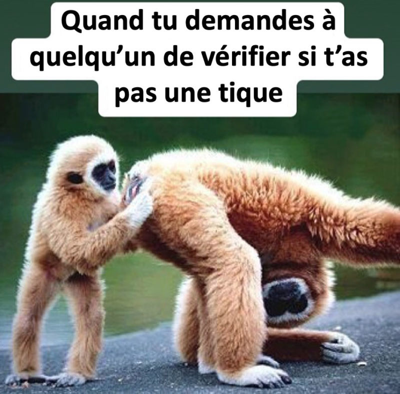 A veterinary office unlike any other | Wizoo