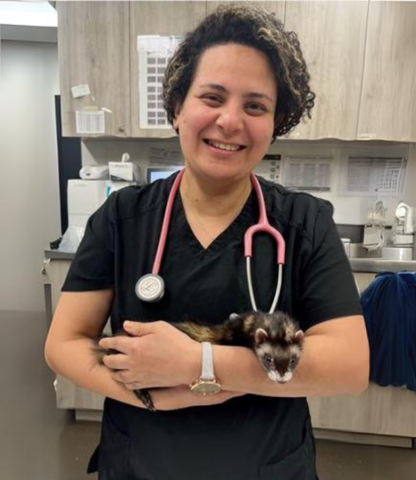 Nos services vétérinaires accessibles à tous | Wizoo